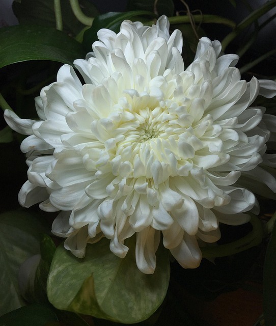 White Petals Flower - Free photo on Pixabay - Pixabay