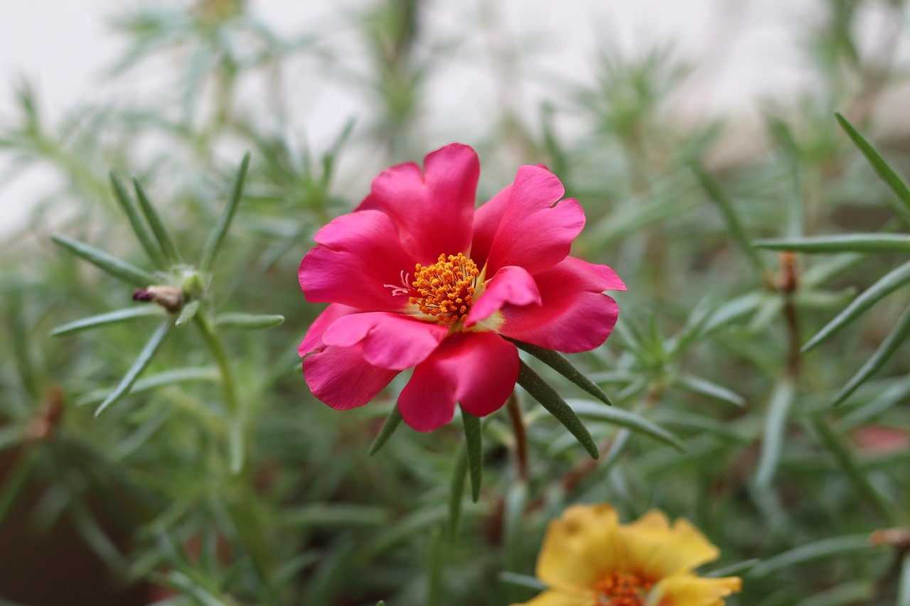 Naturaleza Flor Flora El - Foto gratis en Pixabay - Pixabay