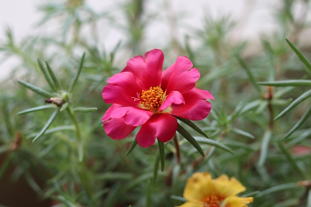 Naturaleza Flor Flora El - Foto gratis en Pixabay - Pixabay
