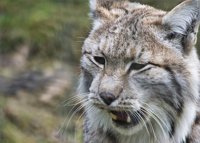 Lynx Wildcat Cat - Free photo on Pixabay