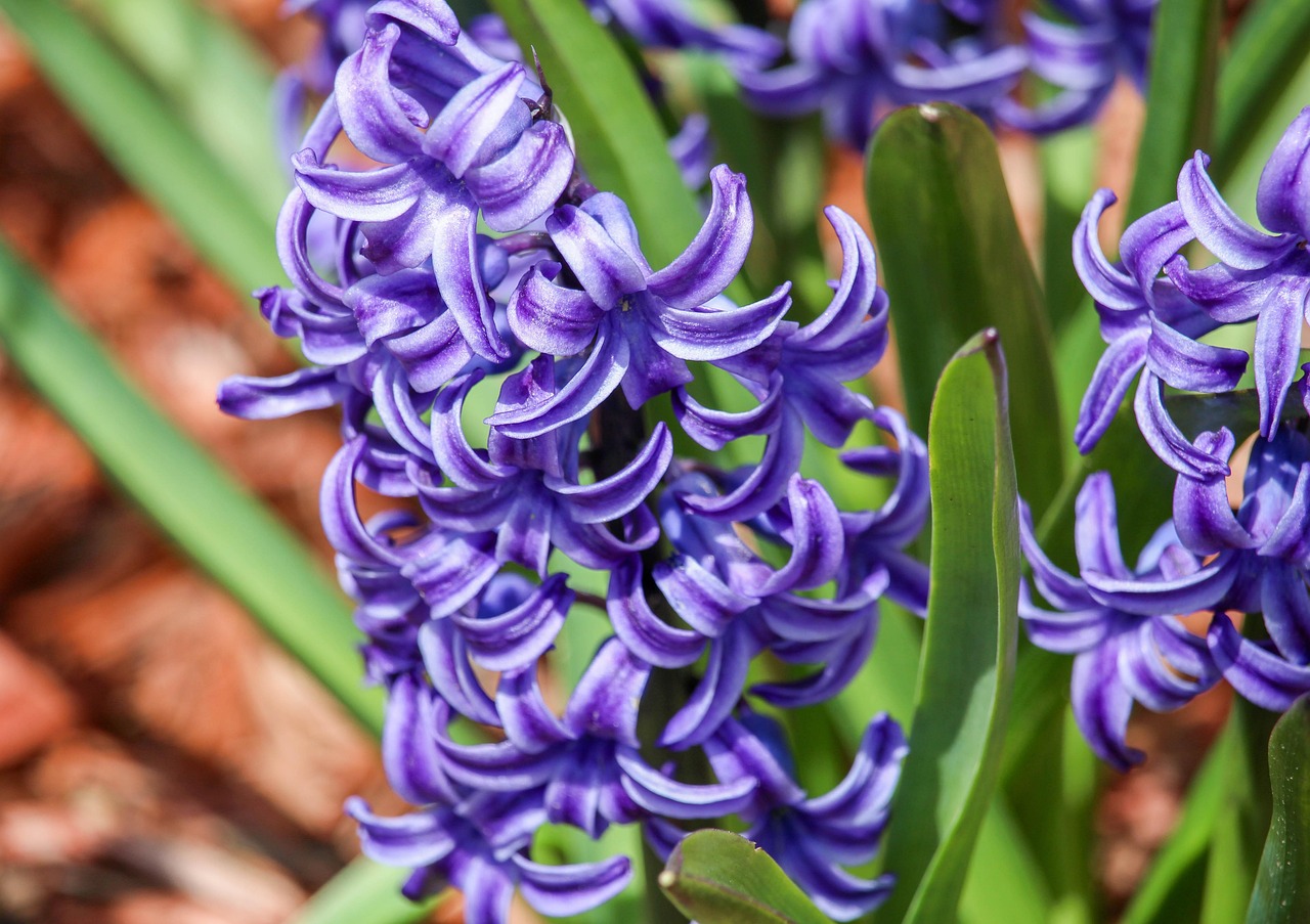 Alam Bunga Flora - Foto gratis di Pixabay - Pixabay