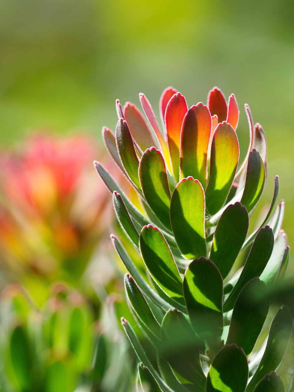 100+ Free Protea & Nature Images - Pixabay