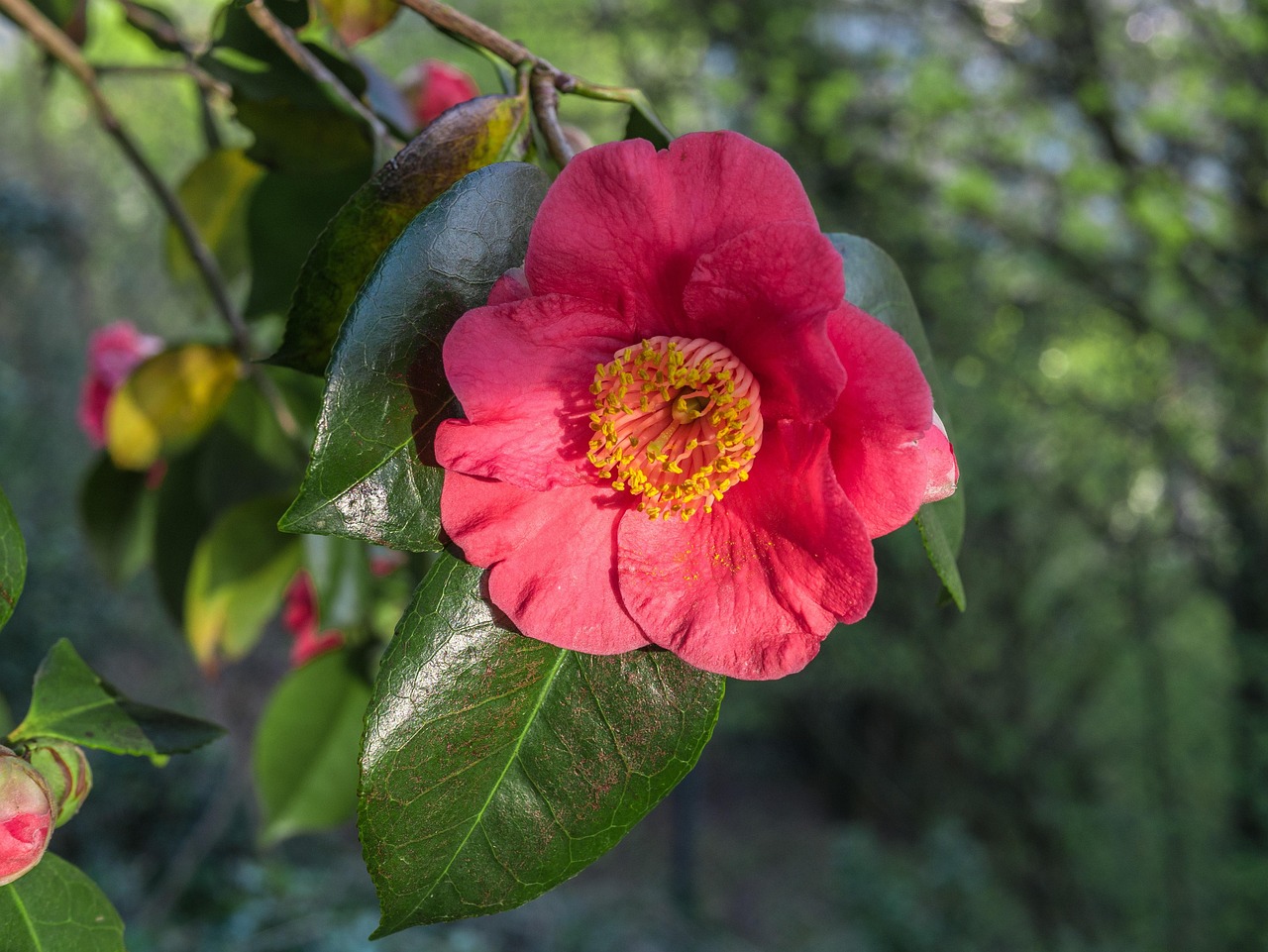 Flower Plant Leaf - Free photo on Pixabay