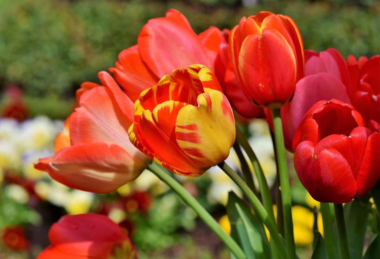 Tulip Bouquet Blossom - Free photo on Pixabay - Pixabay