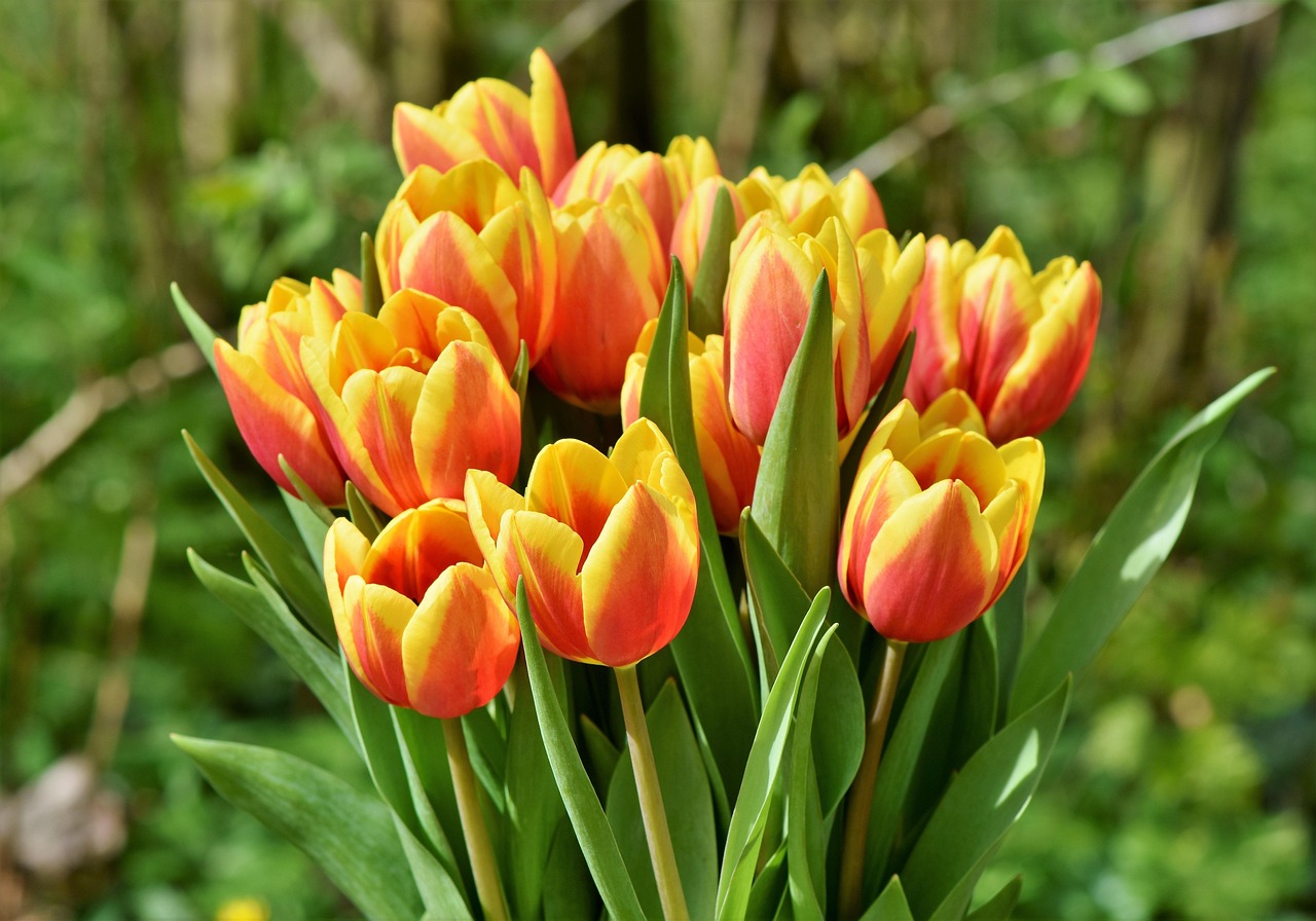 200+ kostenlose Tulpenstrauss und Tulpenstrauß-Bilder - Pixabay