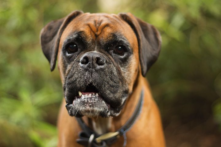200+ Free Boxer Dogs & Dog Images - Pixabay