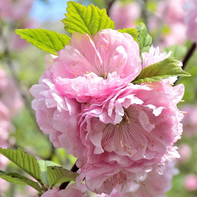 Flower Plant Nature - Free photo on Pixabay - Pixabay