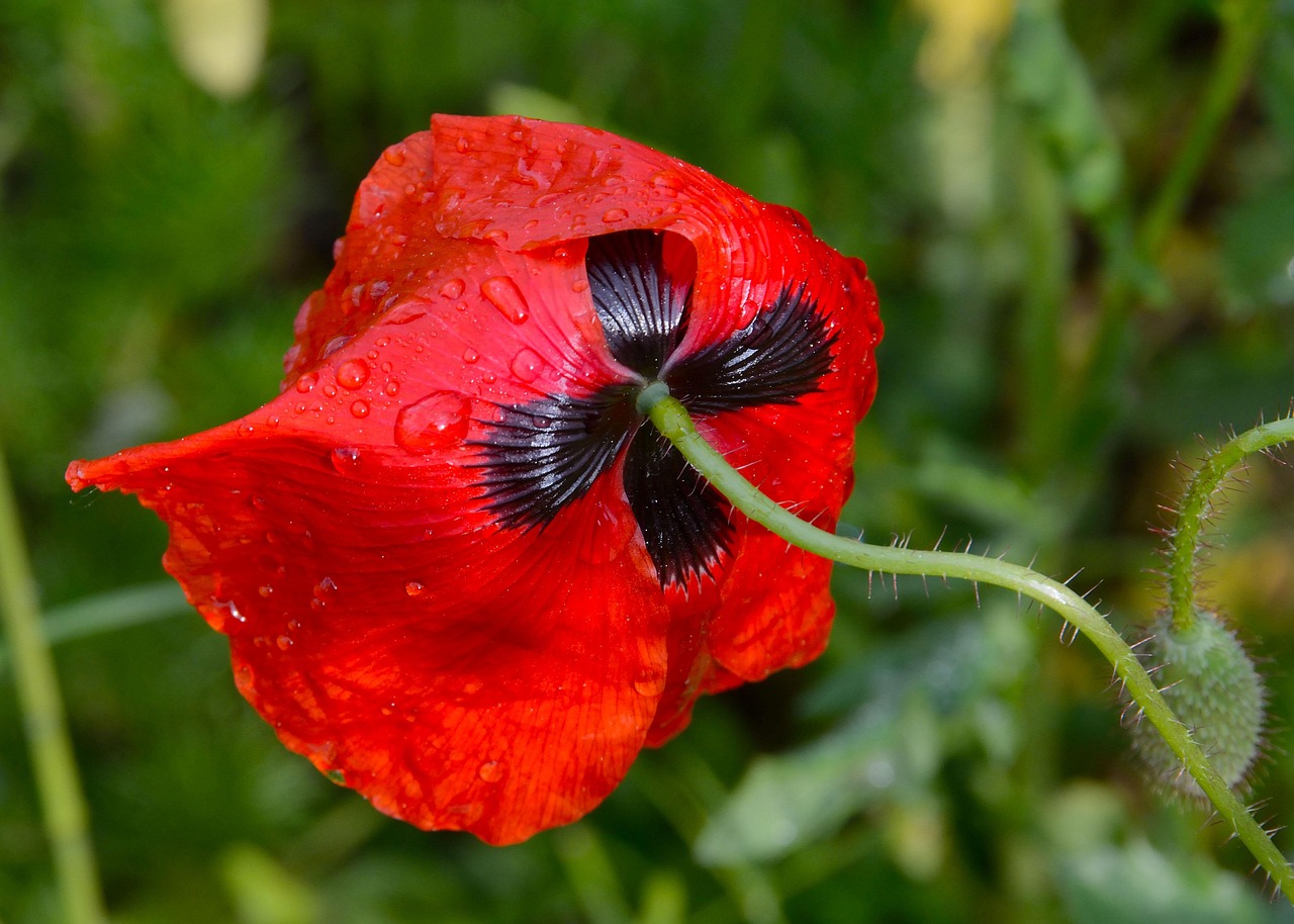 50+ Free Beautiful Back Garden & Nature Images - Pixabay