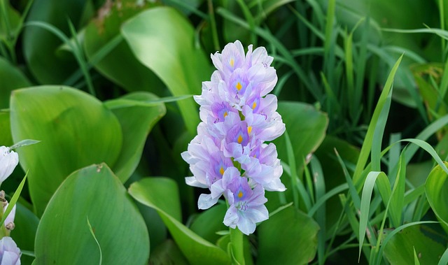 Jacinthe D'Eau Fleur - Photo gratuite sur Pixabay - Pixabay