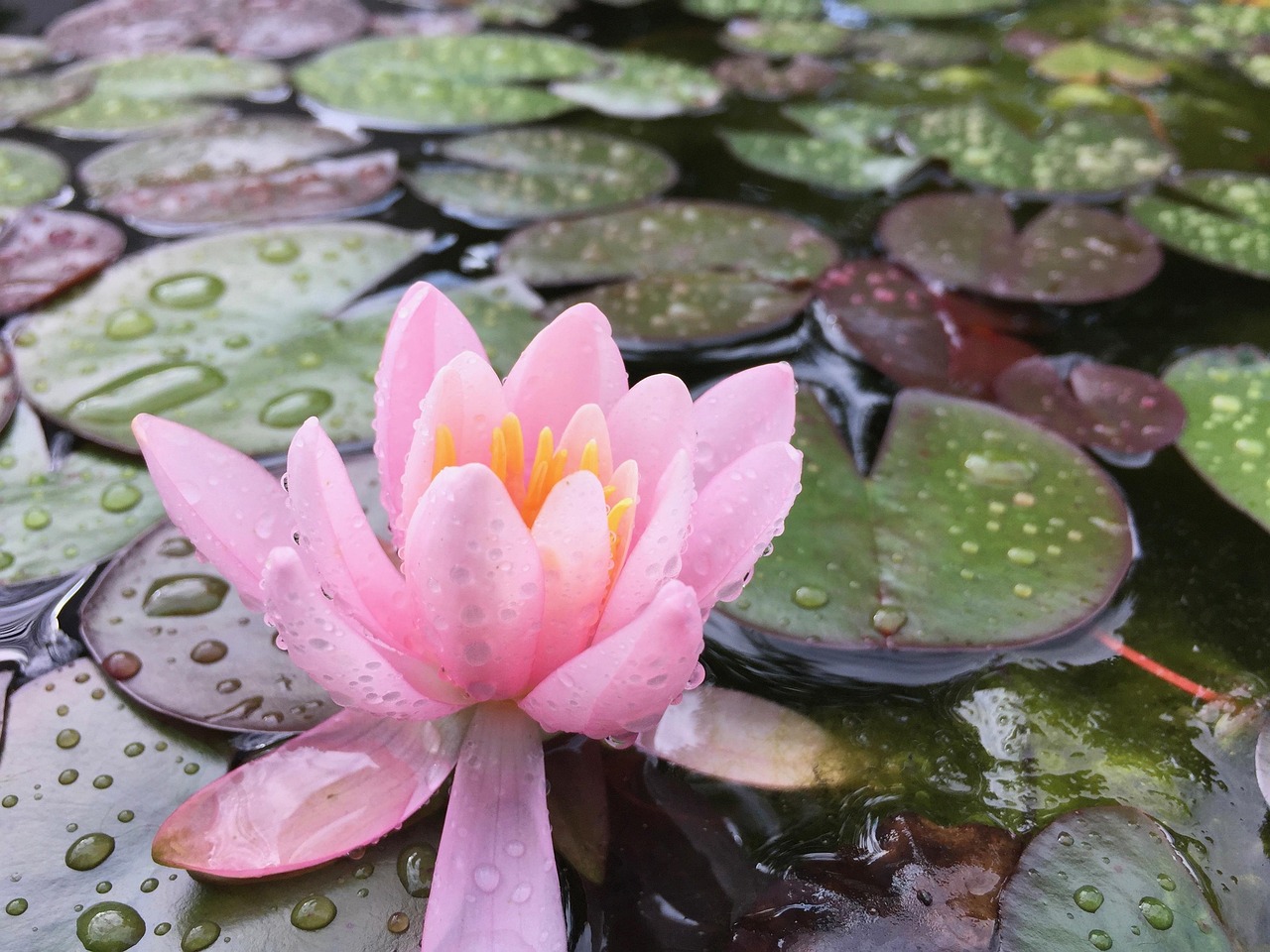 Lake Pond Flower - Free photo on Pixabay - Pixabay