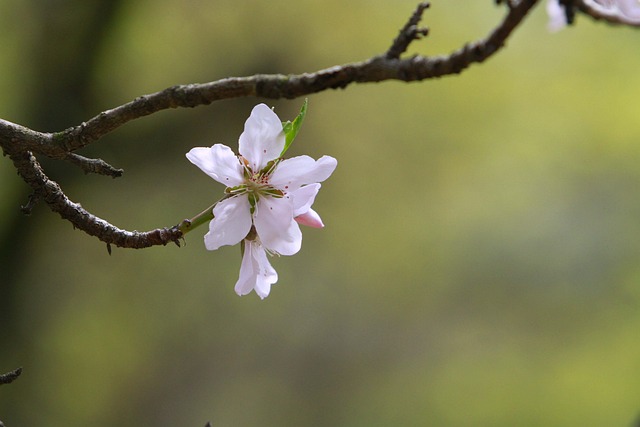 Fleur Nature En Plein Air - Photo gratuite sur Pixabay - Pixabay