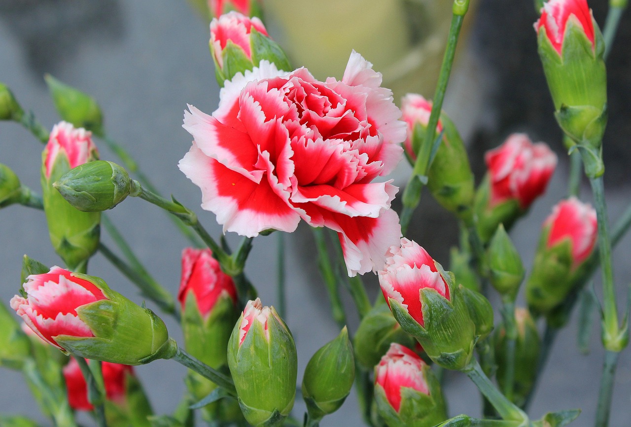 700+ Free Flower No Background & Nature Images - Pixabay