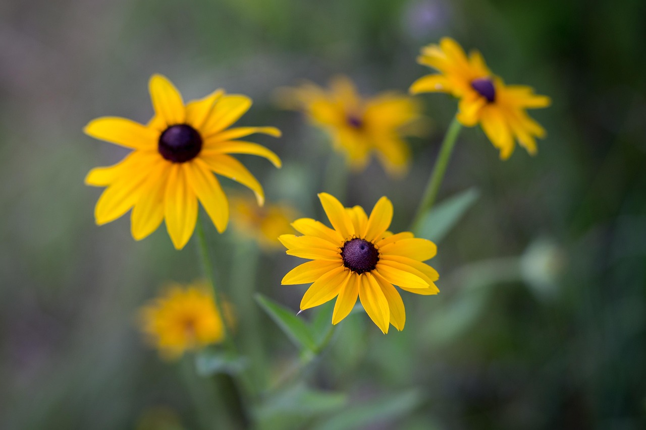 Black-Eyed Susan Flowers Plants - Free photo on Pixabay - Pixabay