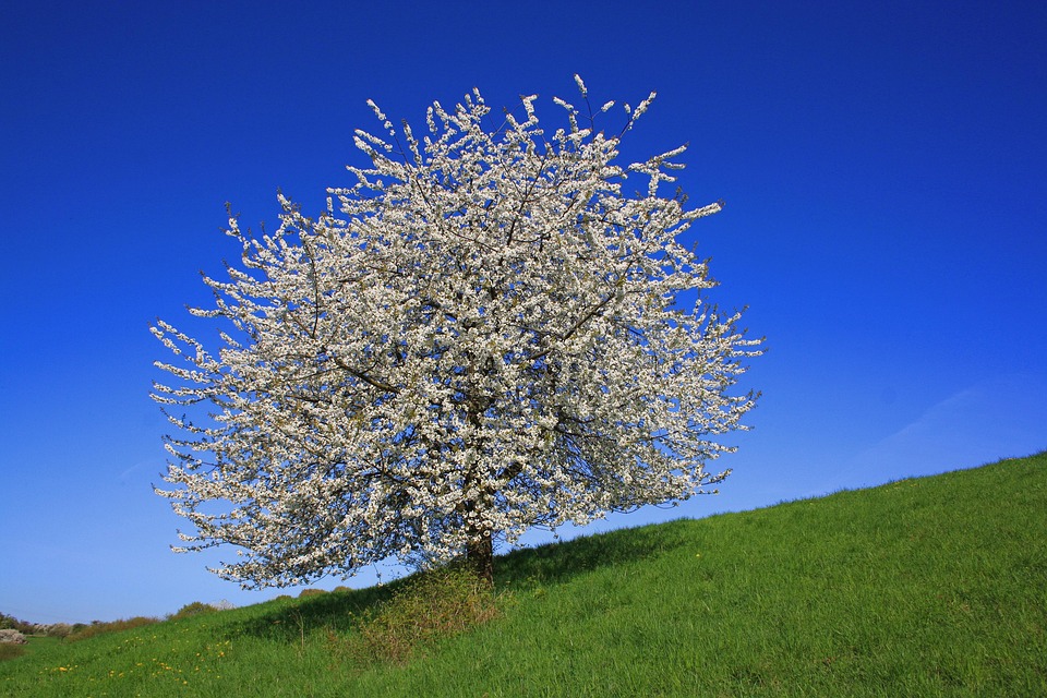 Arbre La Nature Paysage - Photo gratuite sur Pixabay