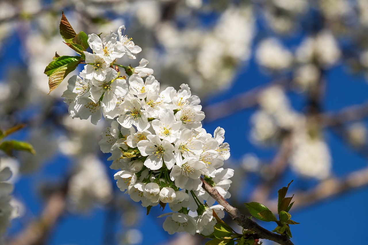 Kirschblüten Blühen Frühling - Kostenloses Foto auf Pixabay - Pixabay