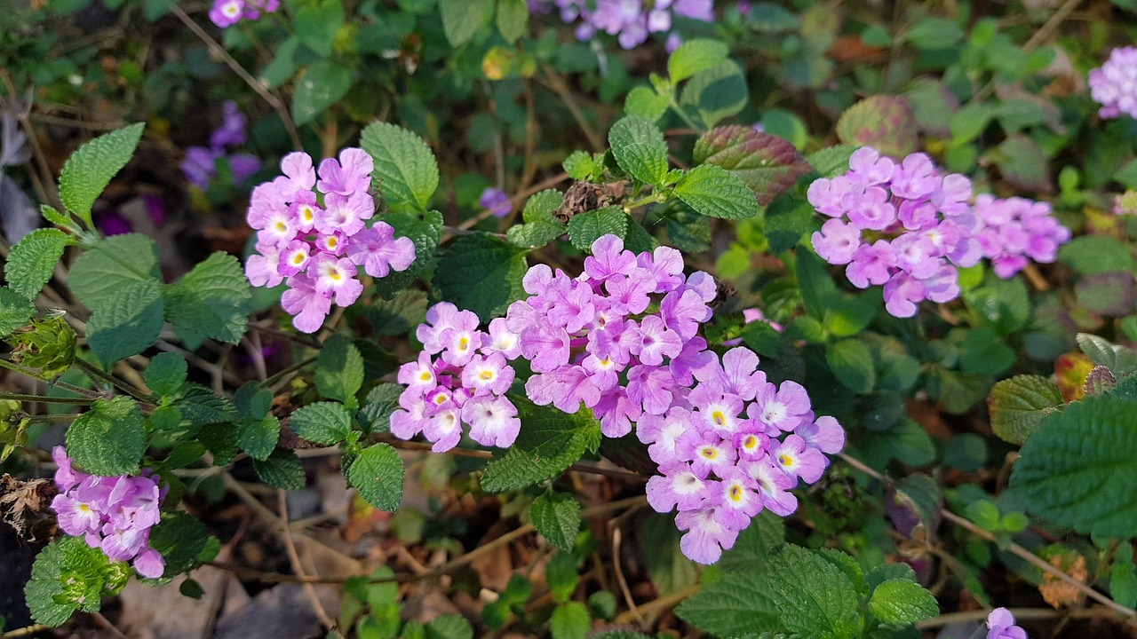 Flower Plant Bloom - Free photo on Pixabay - Pixabay