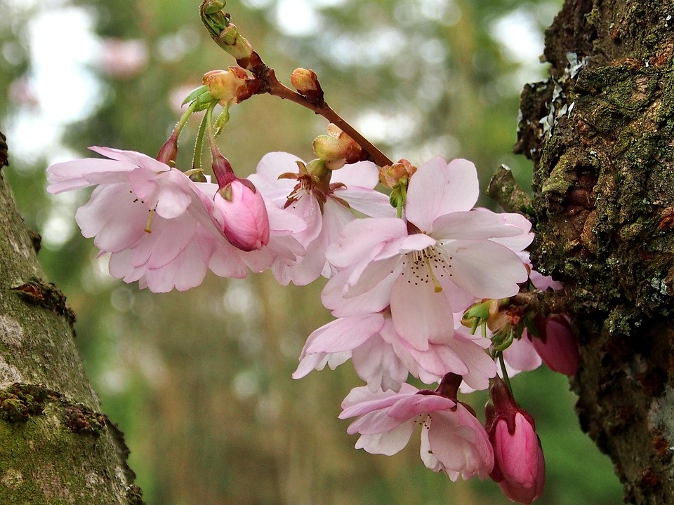 Flores Planta Árbol Cereza - Foto gratis en Pixabay - Pixabay