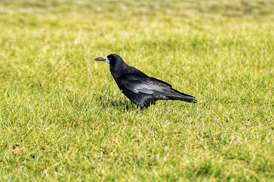 Gagak Hitam Satwa - Foto gratis di Pixabay - Pixabay