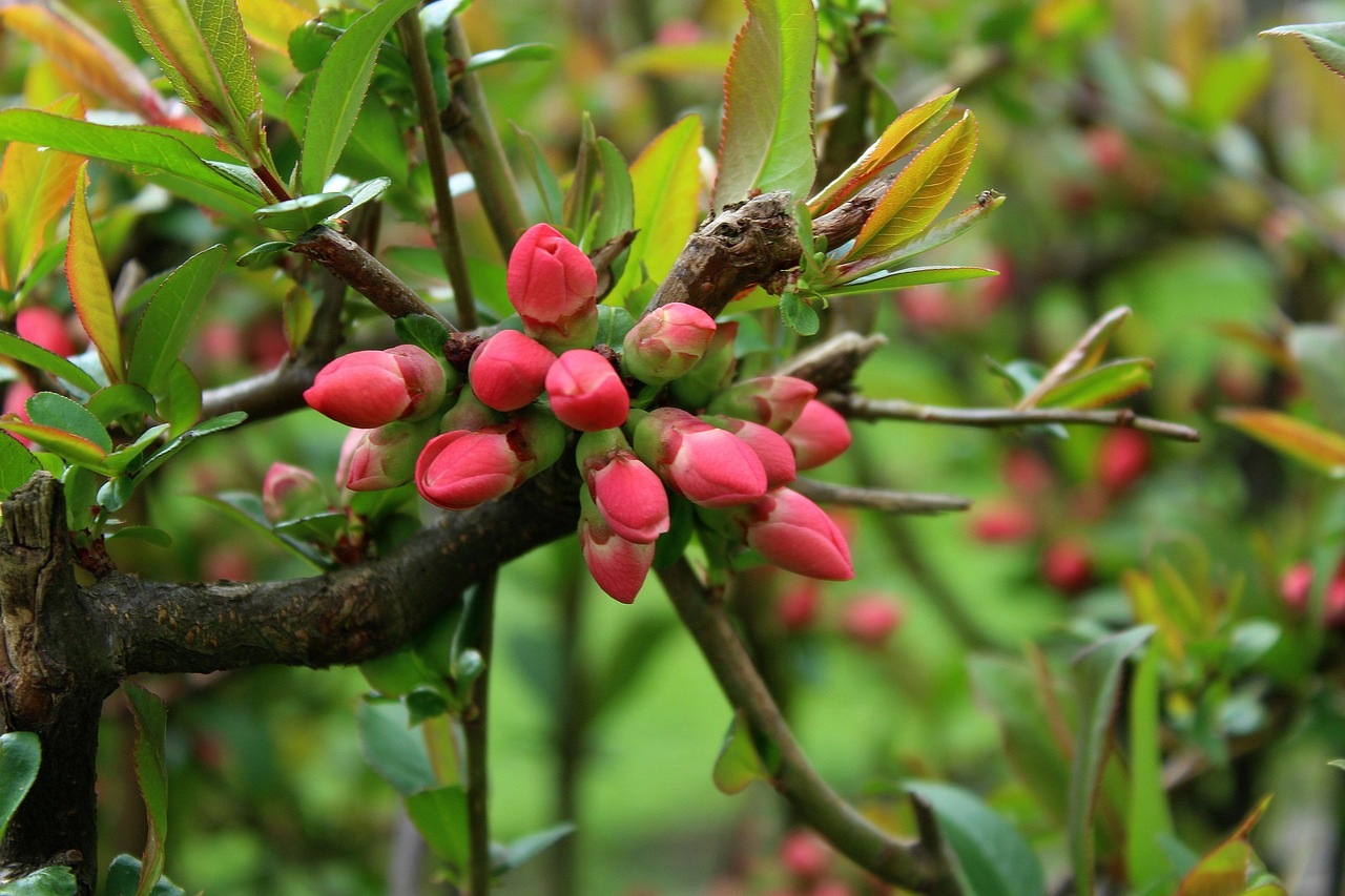Bush The Buds Quince - Free photo on Pixabay