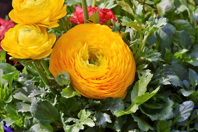 Ranunculus Orange - Free photo on Pixabay