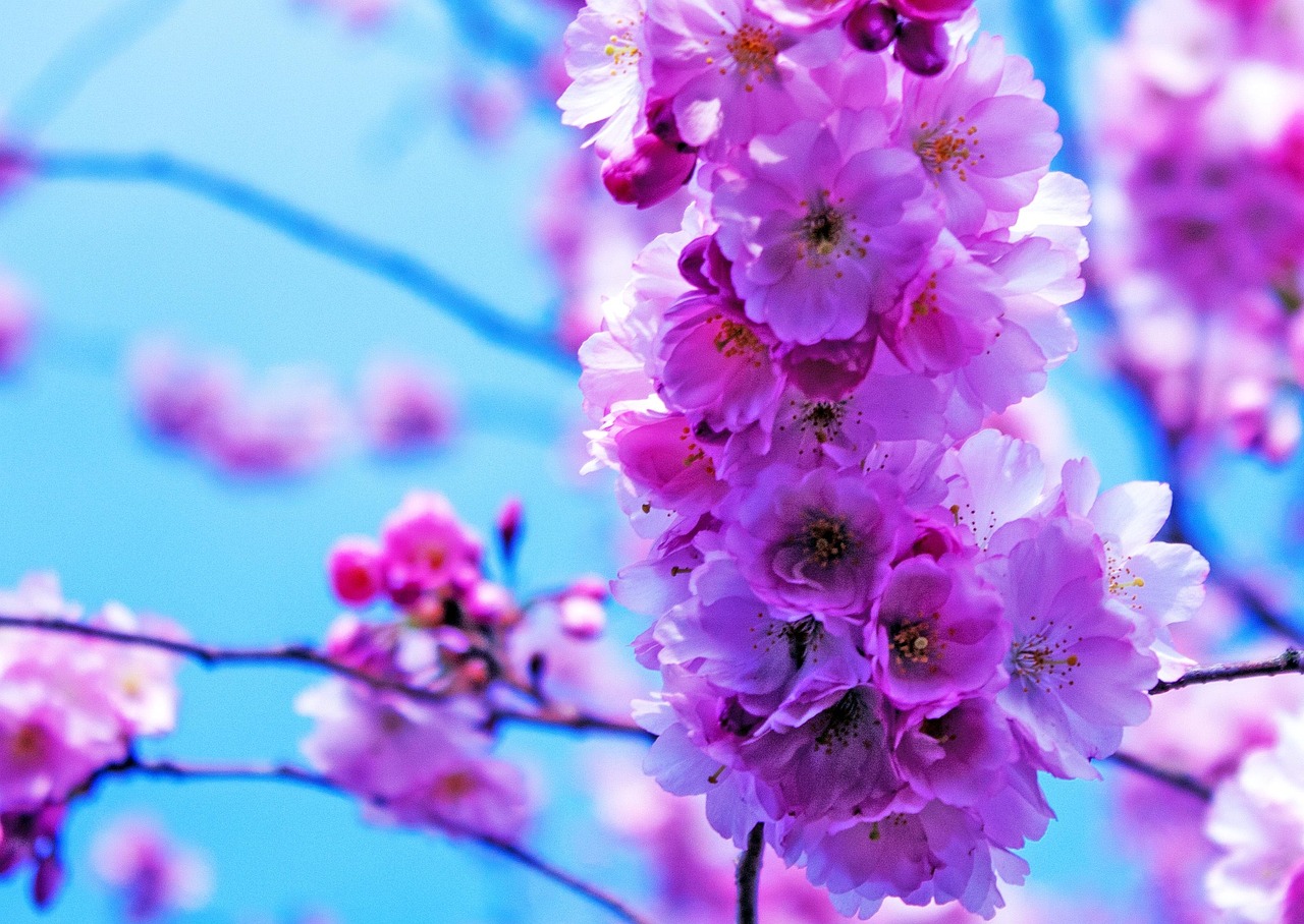 Flower Plant Nature - Free photo on Pixabay