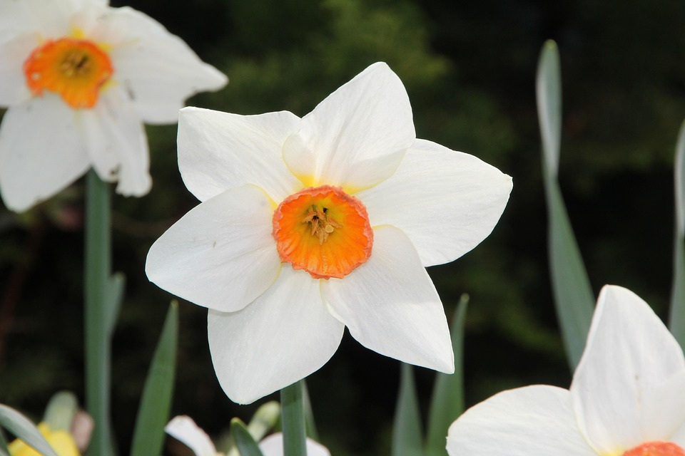 Narcissus Spring White - Free photo on Pixabay - Pixabay
