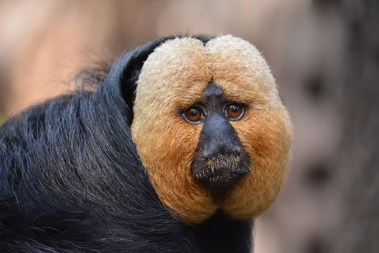 Fauna Silvestre Retrato Animal - Foto gratis en Pixabay - Pixabay
