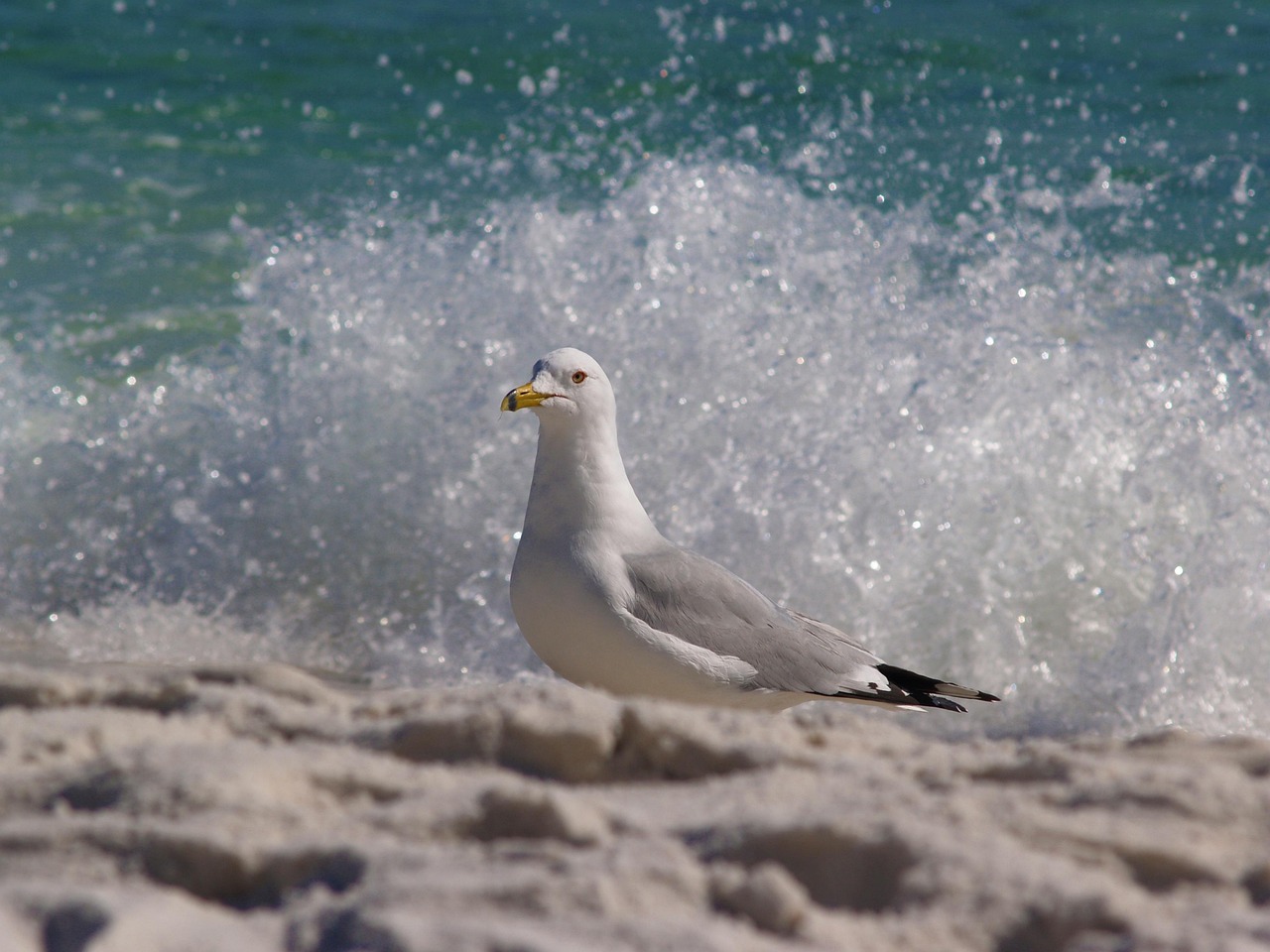 Bird Nature Sea - Free photo on Pixabay - Pixabay