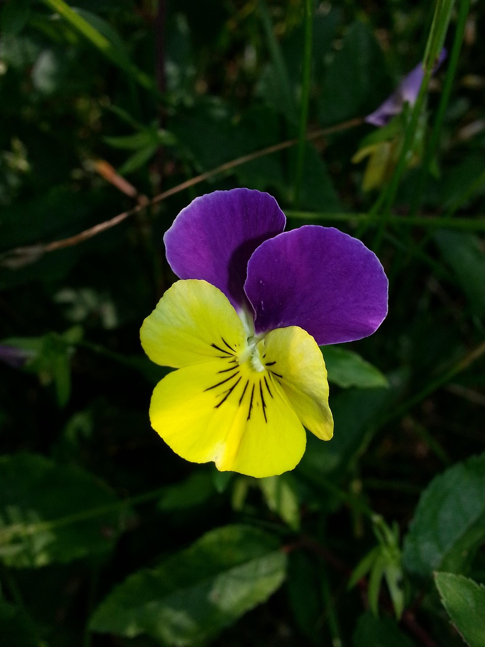 Flower Nature Plant - Free photo on Pixabay - Pixabay
