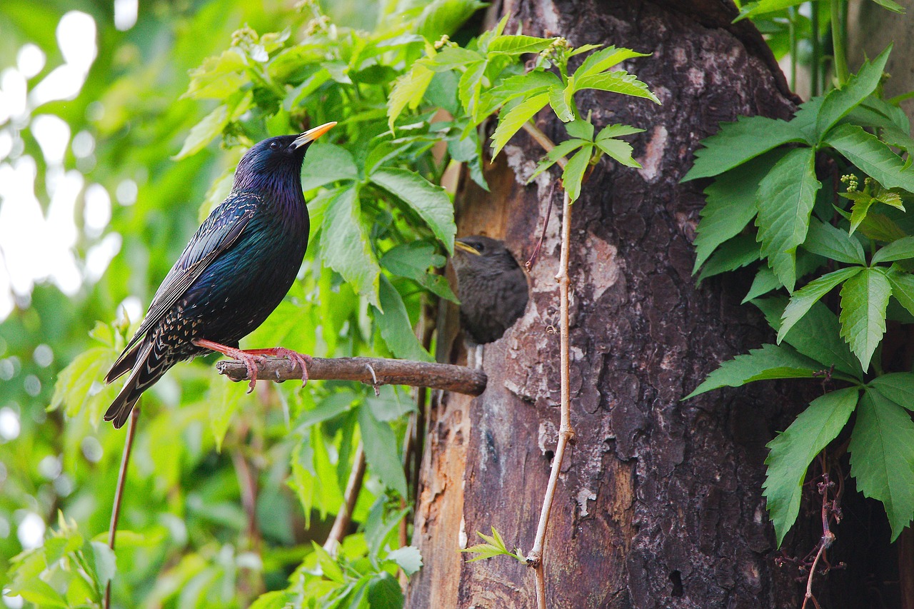 Nature Bird Tree - Free photo on Pixabay