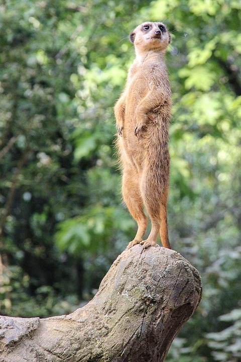 Nature Wildlife Meerkat - Free photo on Pixabay
