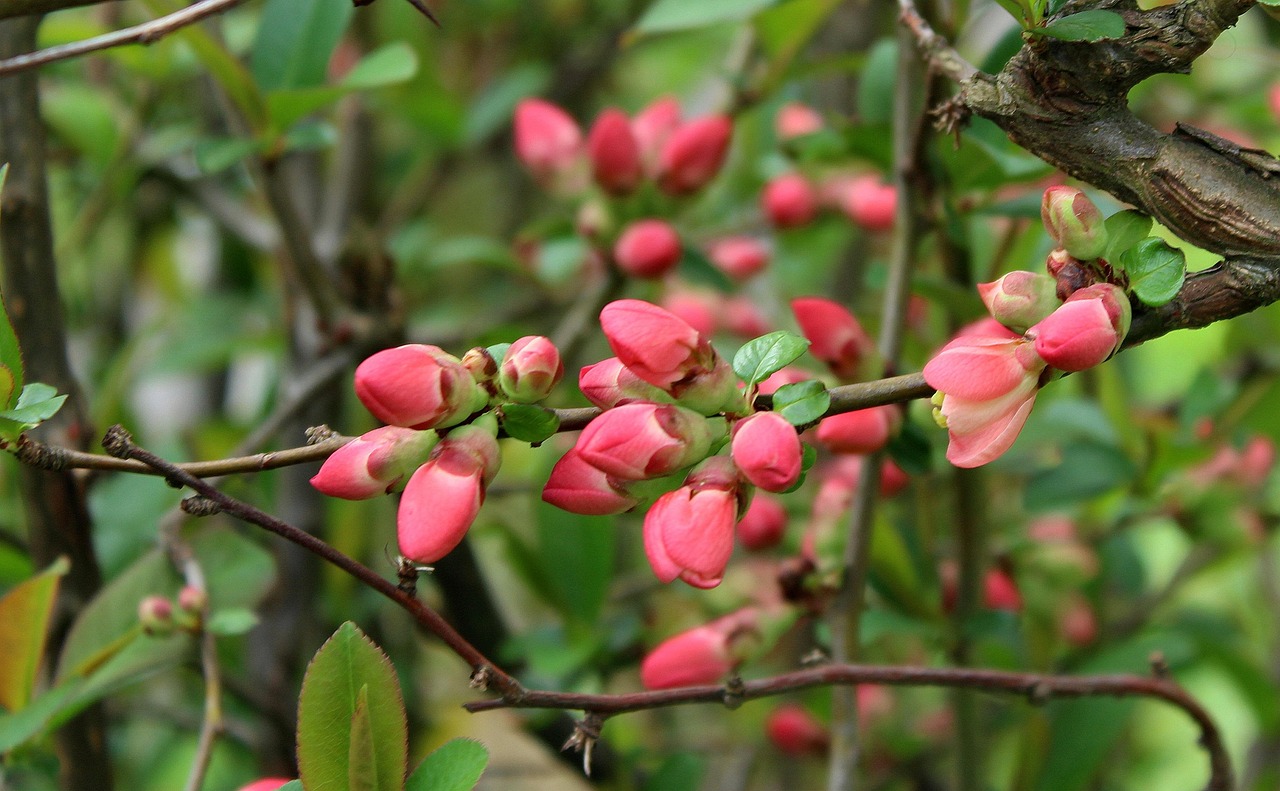 500+ kostenlose Quitten und Natur-Bilder - Pixabay
