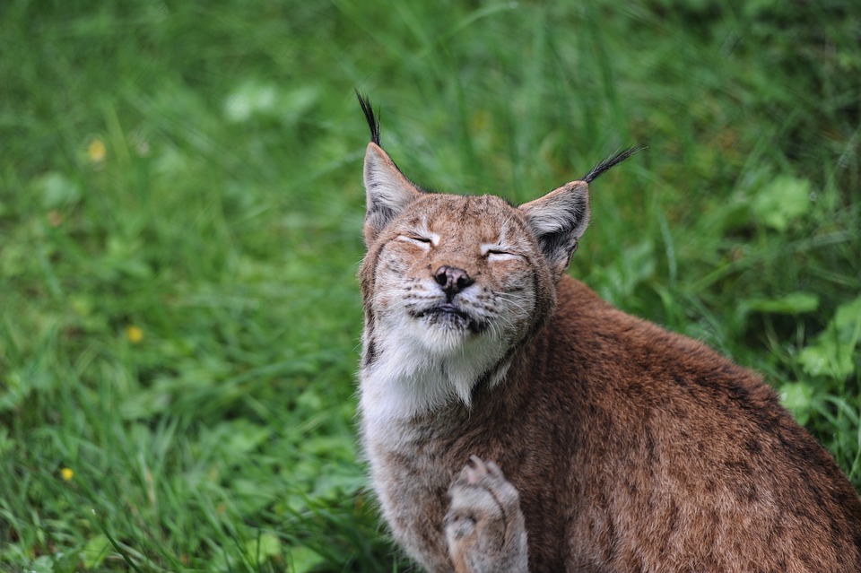 Fauna Silvestre Animal Mamífero - Foto gratis en Pixabay - Pixabay