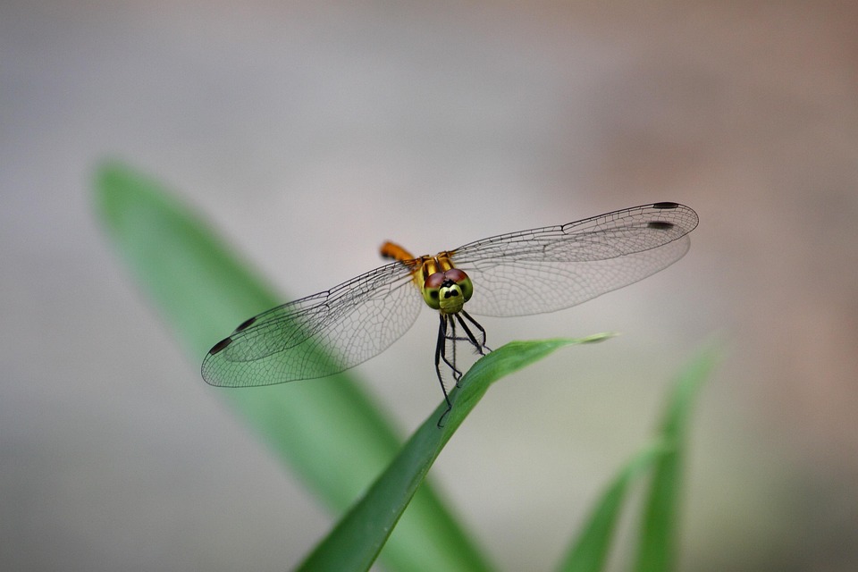 Anisoptera Insects Wing - Free photo on Pixabay