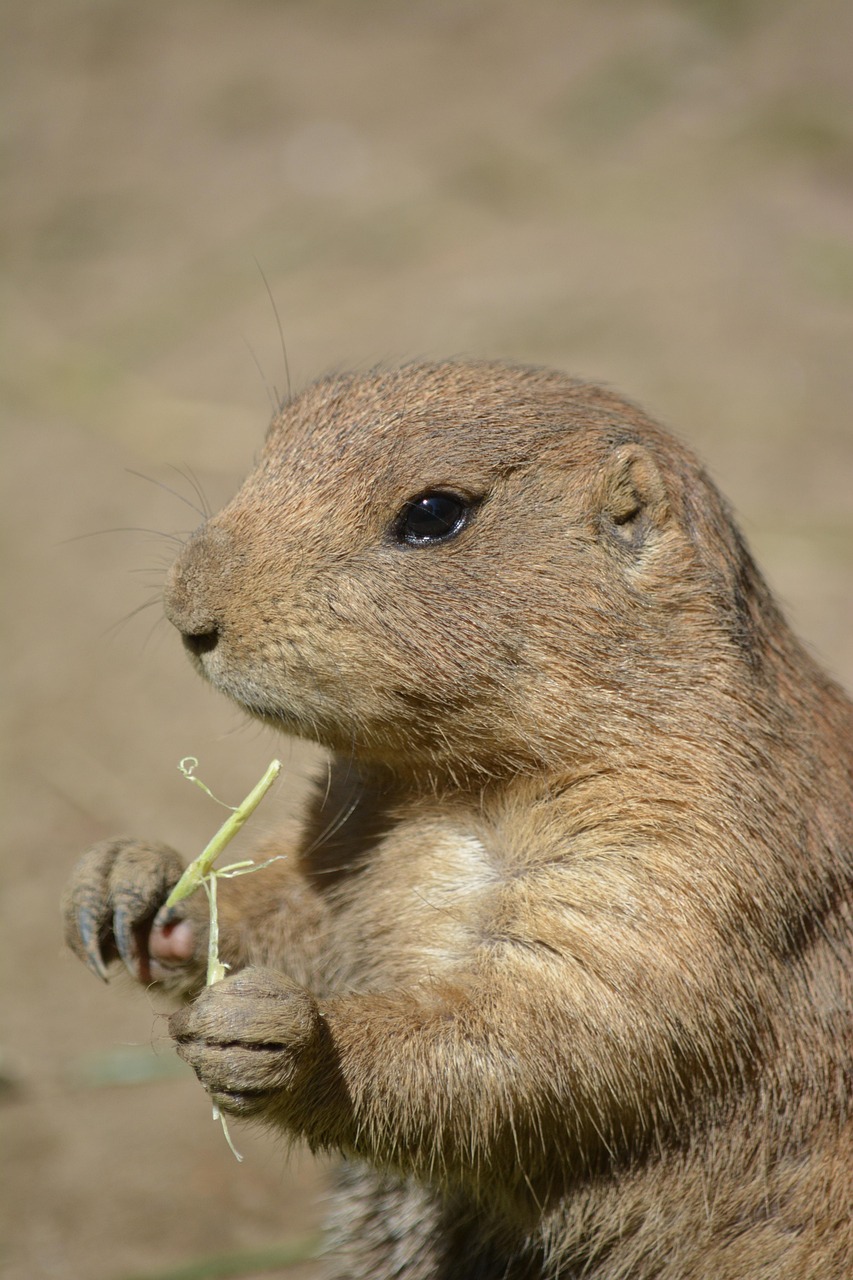 Wildlife Mammal Animal - Free photo on Pixabay