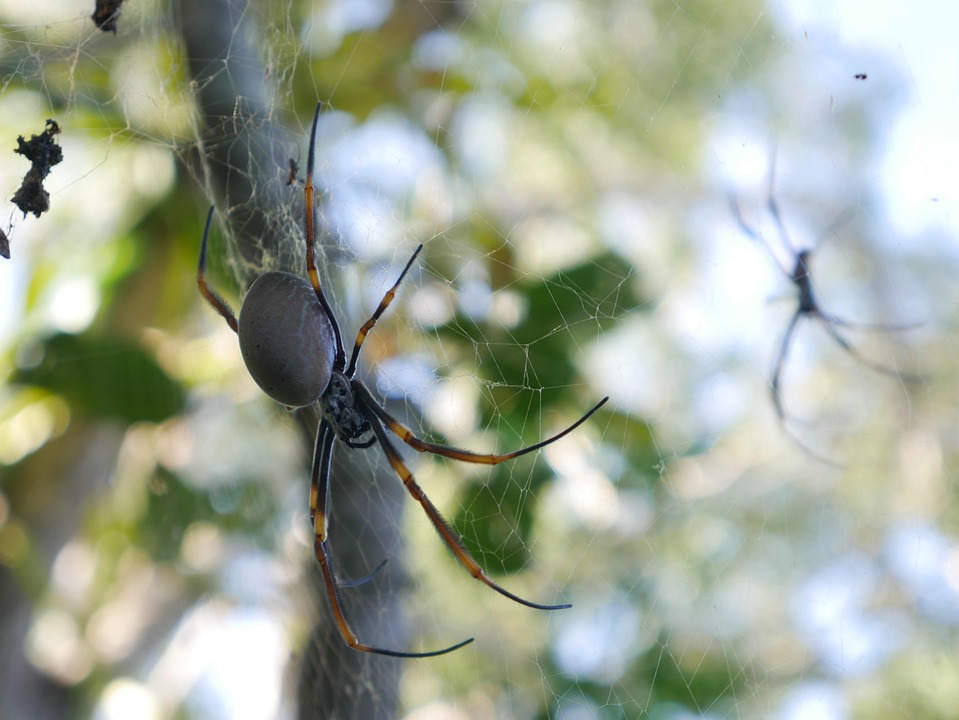 Nature Outdoors Spider - Free photo on Pixabay