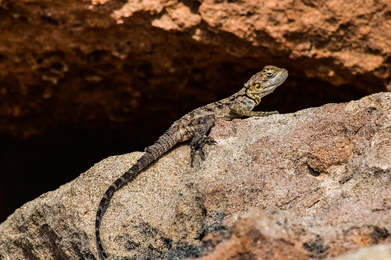 Stellagama Stellio Cypriaca - Foto gratuita no Pixabay - Pixabay