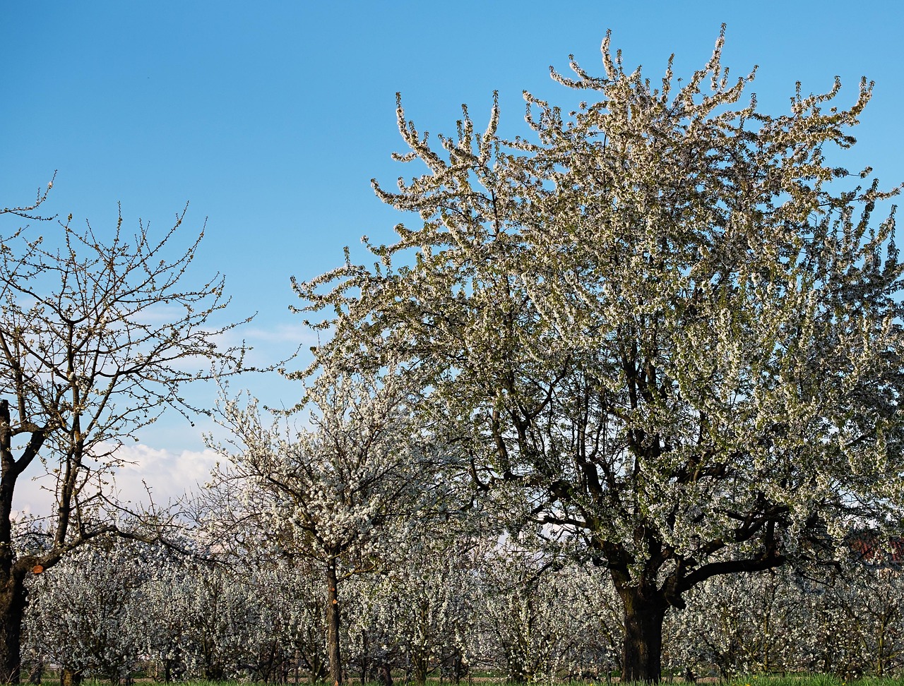 Cerezos Florecer Primavera - Foto gratis en Pixabay