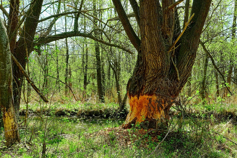 Holz Natur Baum - Kostenloses Foto auf Pixabay