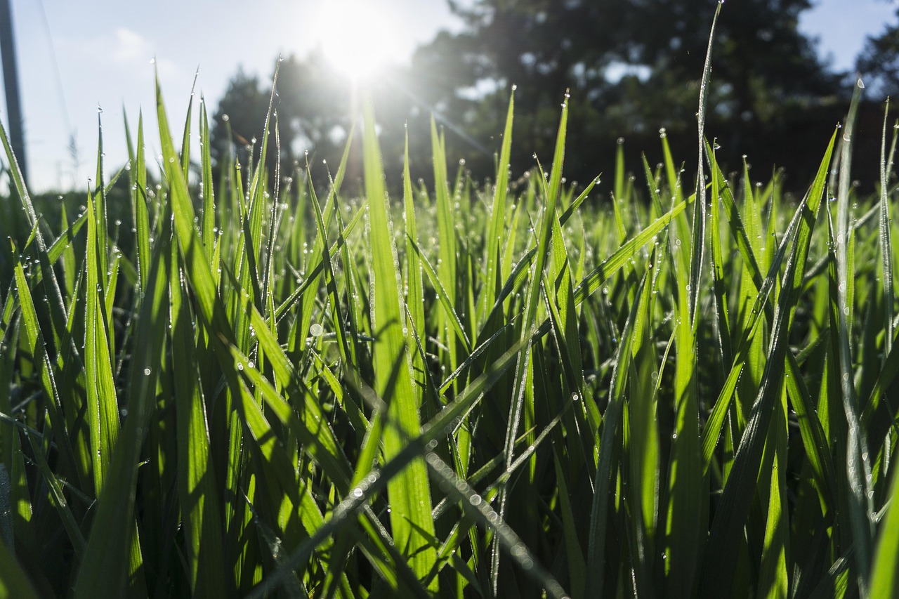 Kinds Of Food Field Plant - Free photo on Pixabay - Pixabay