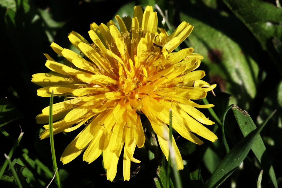 Nature Flower Flora - Free photo on Pixabay