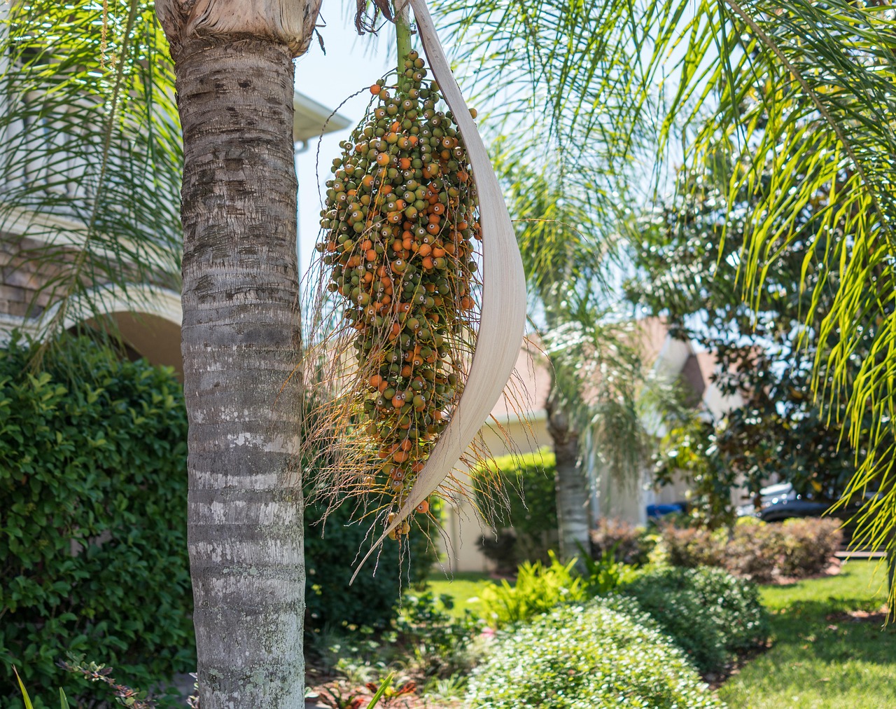 Palm Tree Berries Flora - Free photo on Pixabay - Pixabay