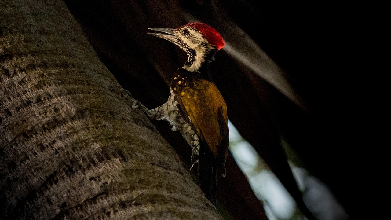 100+ Free Bird Side View & Bird Images - Pixabay