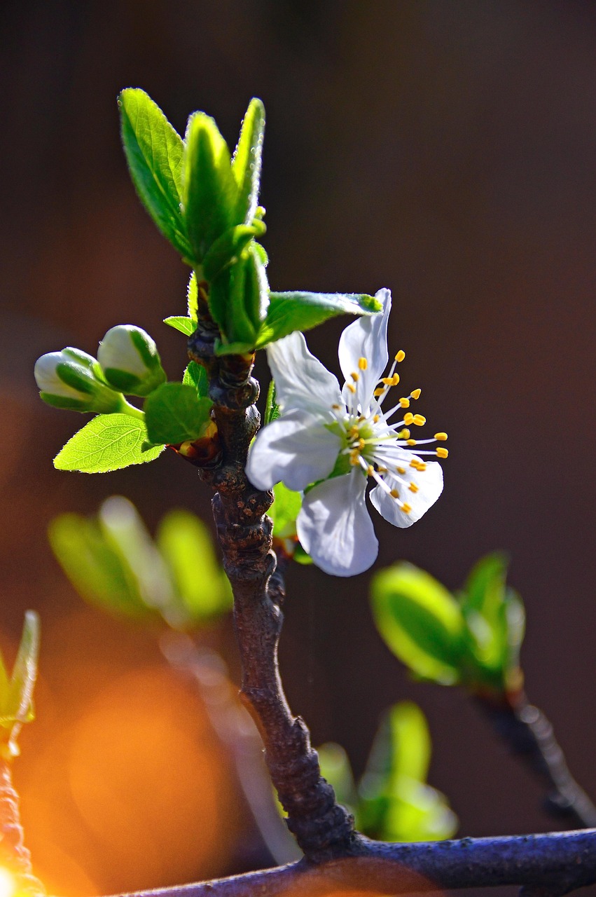 Wood Flower Branch - Free photo on Pixabay - Pixabay