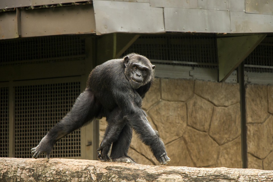 The Chimp Monkey Zoo - Free photo on Pixabay - Pixabay