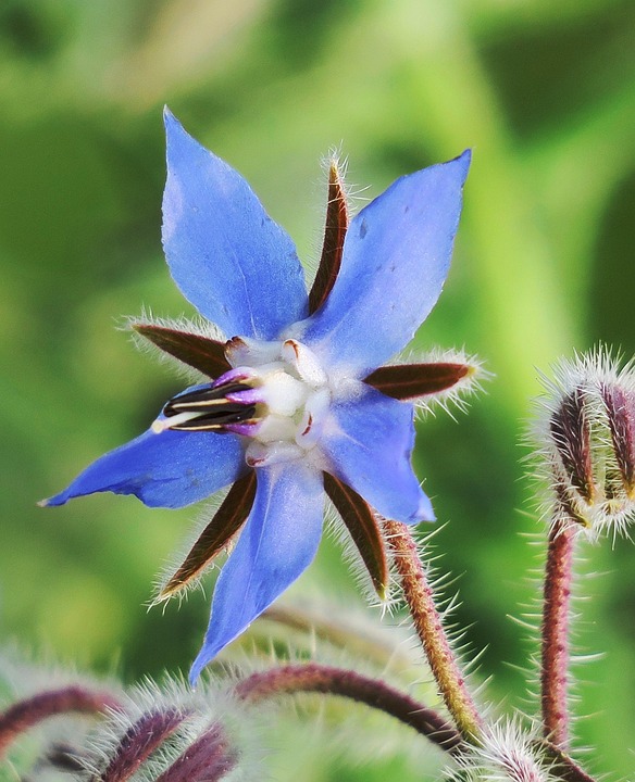 Nature Flower Outdoor Close - Free photo on Pixabay