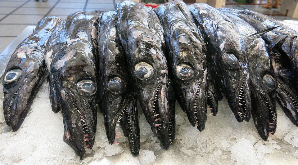 Funda De Pescado Fresco Pez - Foto gratis en Pixabay - Pixabay