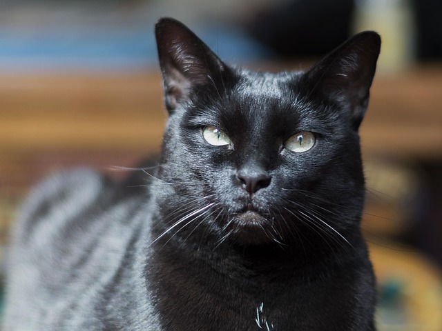 Chat Portrait Mammifère - Photo gratuite sur Pixabay - Pixabay