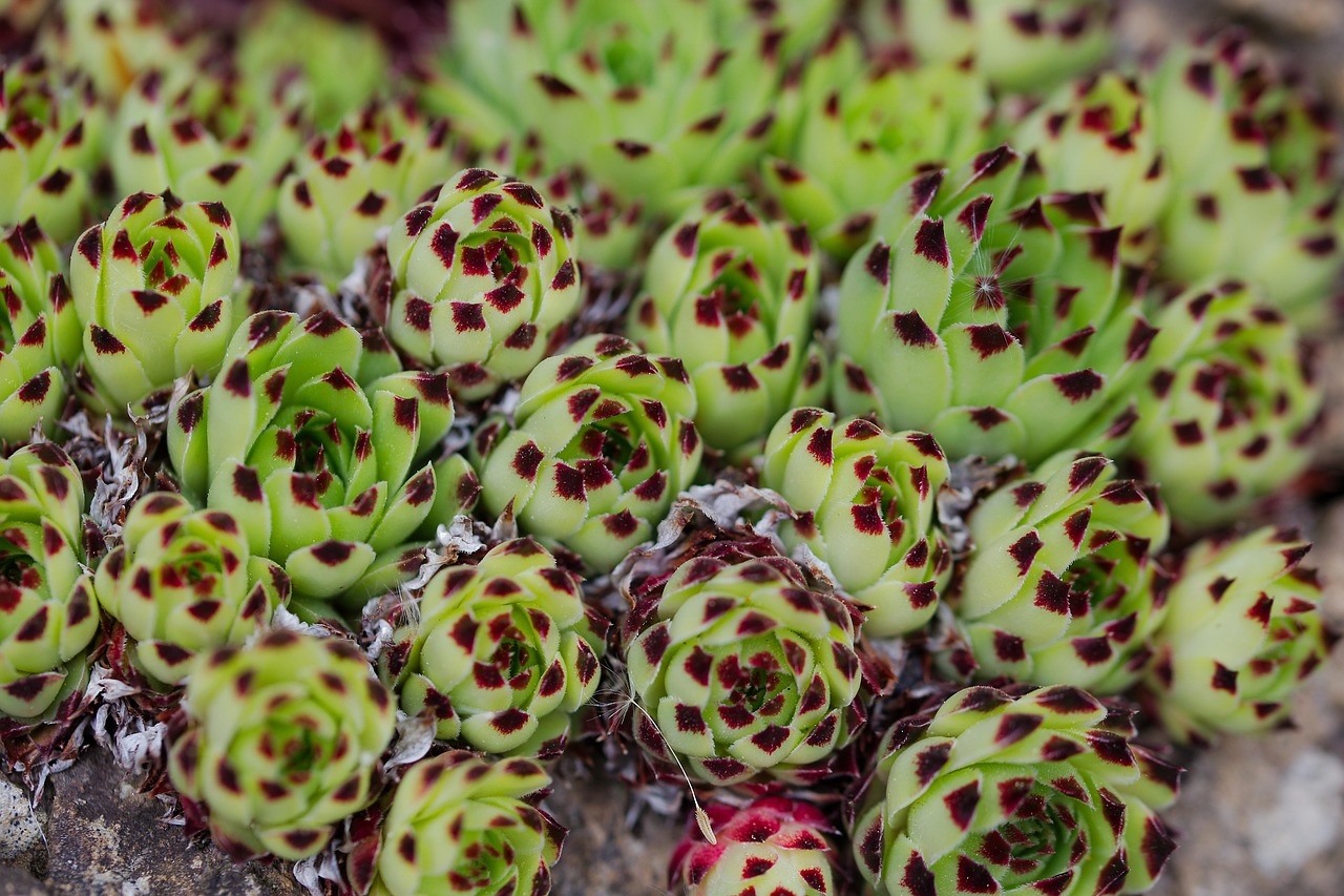 Food Nature Plant - Free photo on Pixabay - Pixabay