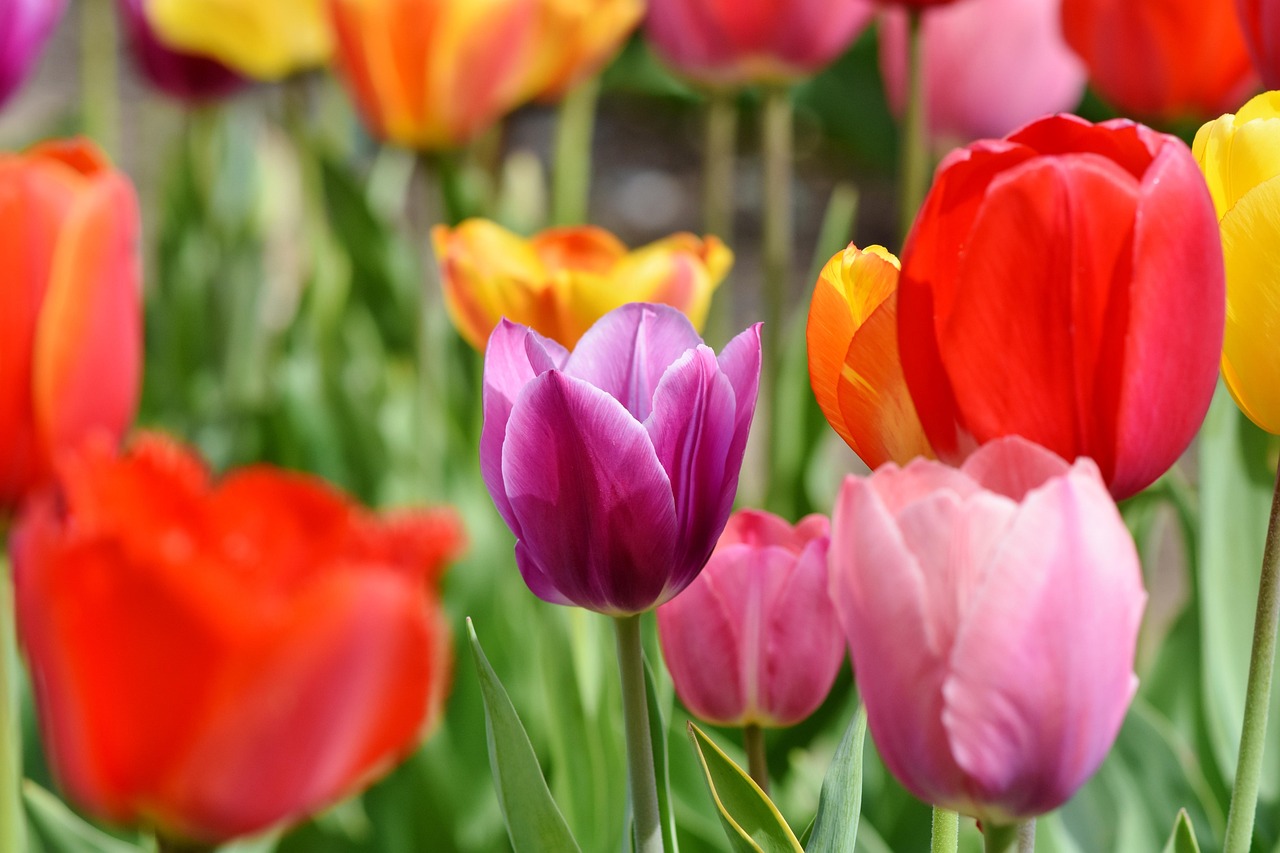 Tulips Tulip Field Blossom - Free photo on Pixabay